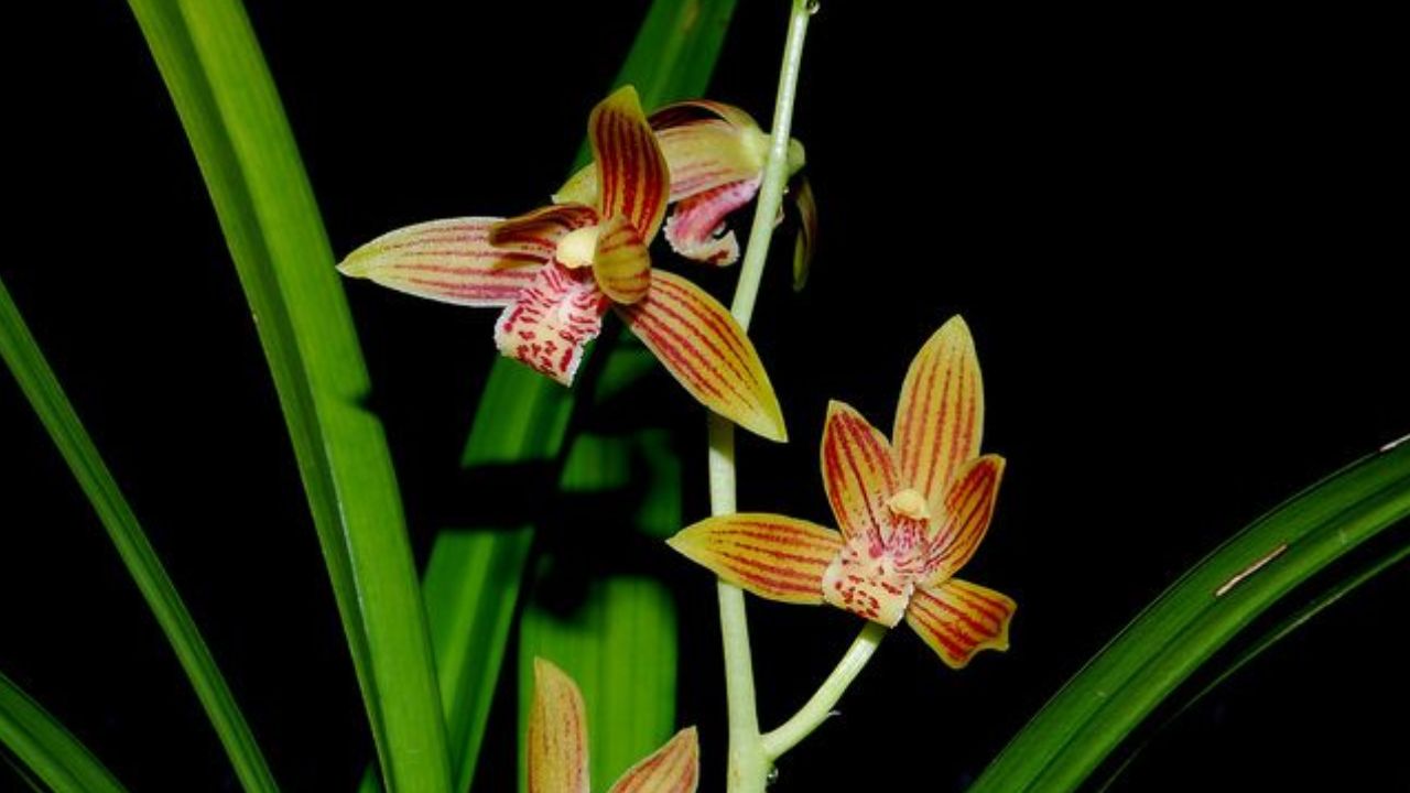 12 Jenis Anggrek Termahal di Dunia & Indonesia: Harga Fantastis hingga ...
