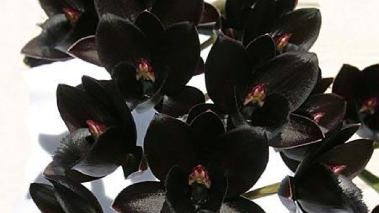 12 Jenis Anggrek Termahal di Dunia & Indonesia: Harga Fantastis hingga ...