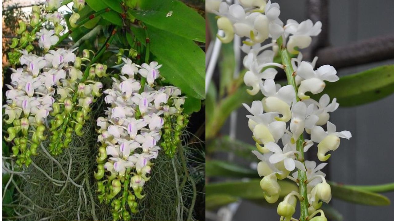 12 Jenis Anggrek Termahal di Dunia & Indonesia: Harga Fantastis hingga ...