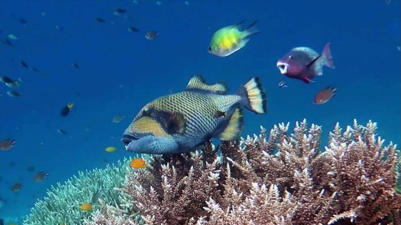 7 Tempat Wisata Terbaik di Raja Ampat Papua: Dari Piaynemo sampai Misool
